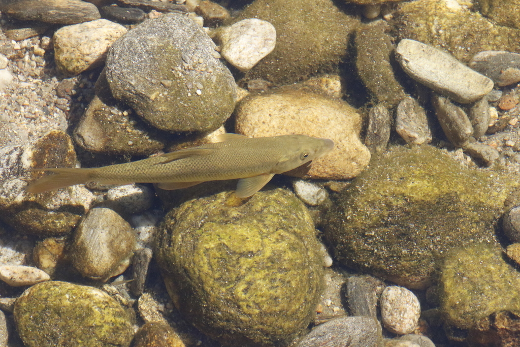 Common Barbel from 07120 Saint-Alban-Auriolles, France on June 25, 2022 ...