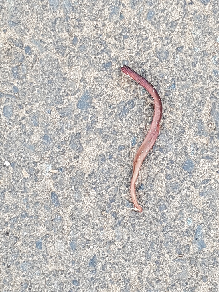 Common Earthworm from Alzenau on July 1, 2022 at 03:17 PM by Angelika ...