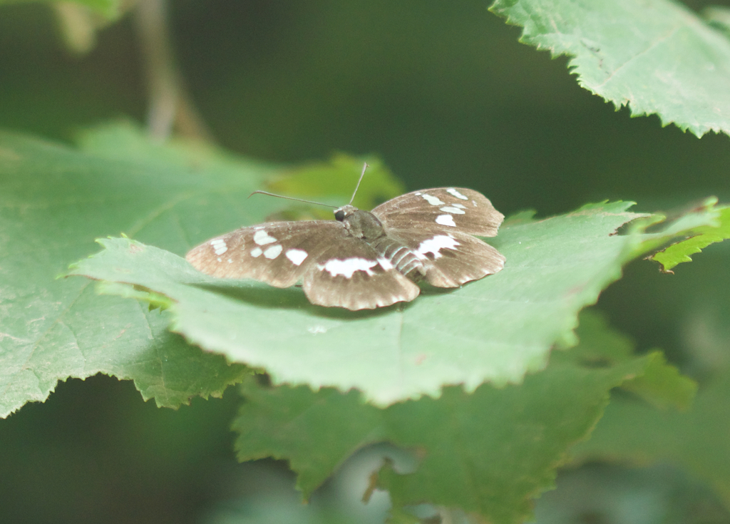 White-banded Flat from Huairou District, Beijing, China on July 1, 2022 ...