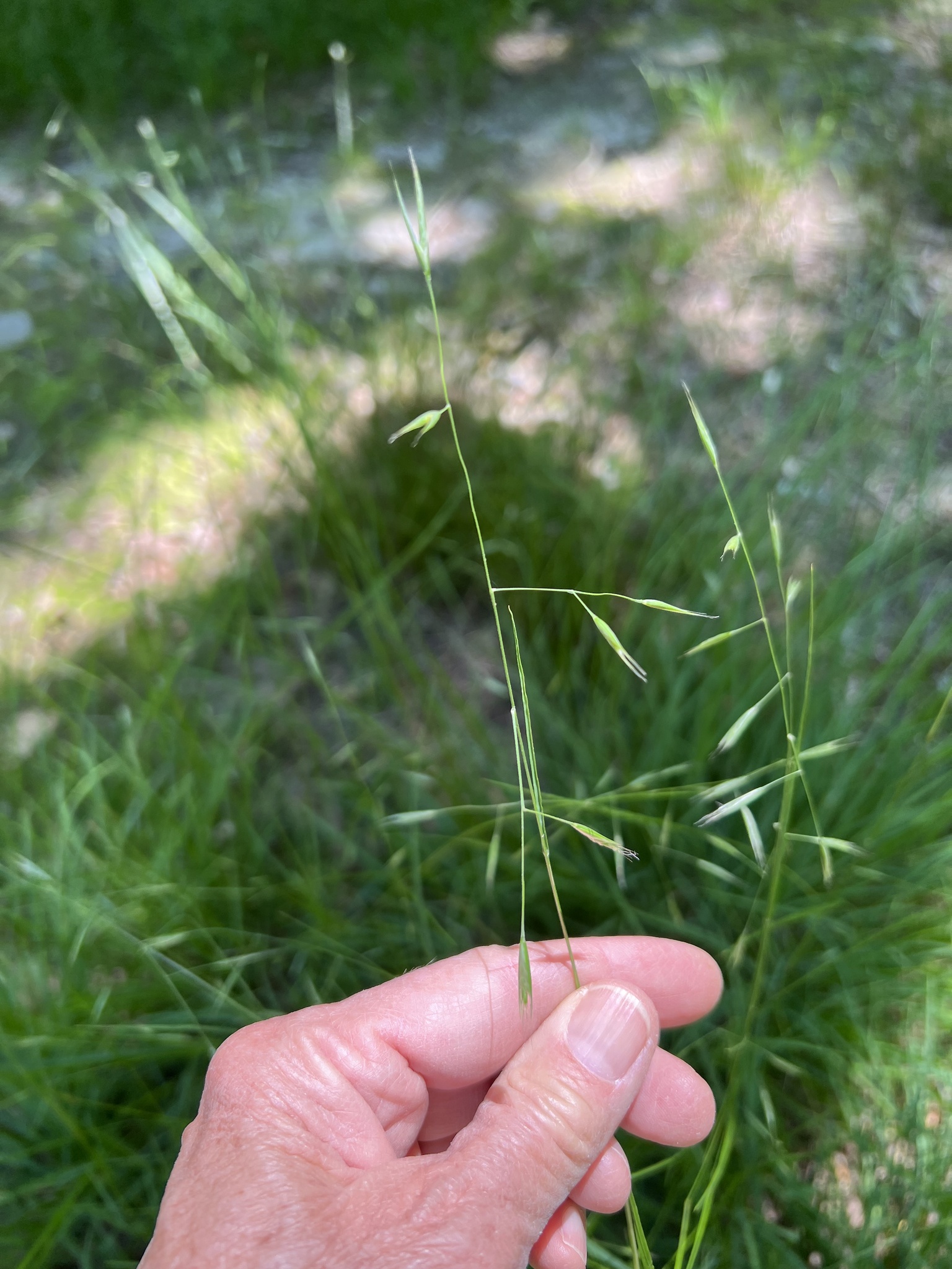 Danthonia compressa Austin