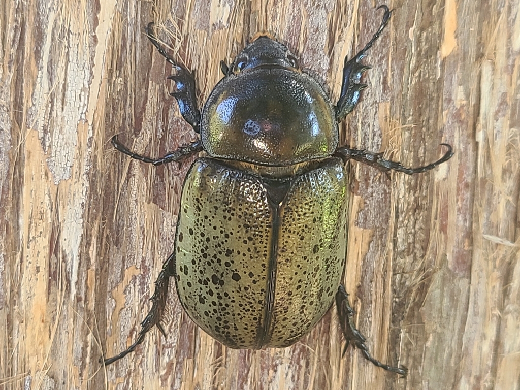 Eastern Hercules Beetle from Chevy Chase, MD, USA on July 1, 2022 at 09 ...