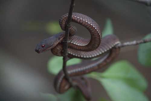Mangrove Viper (Trimeresurus purpureomaculatus) - Snakes and Lizards