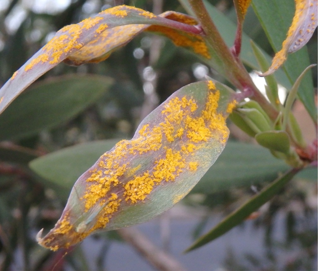 Myrtle Rust in July 2018 by QuestaGame. Sighting and photos (c) lync ...