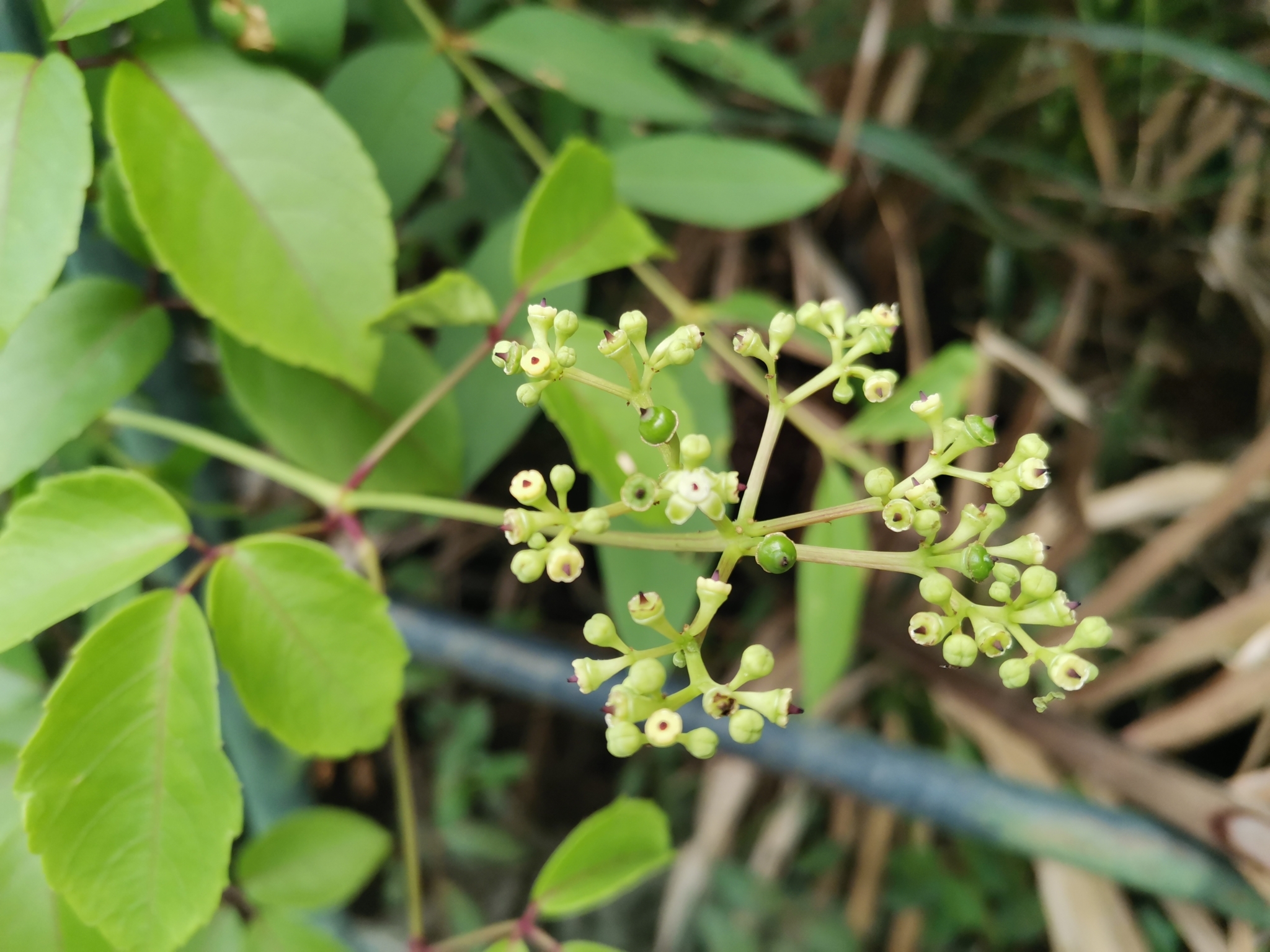 Causonis trifolia (L.) Mabb. & J.Wen