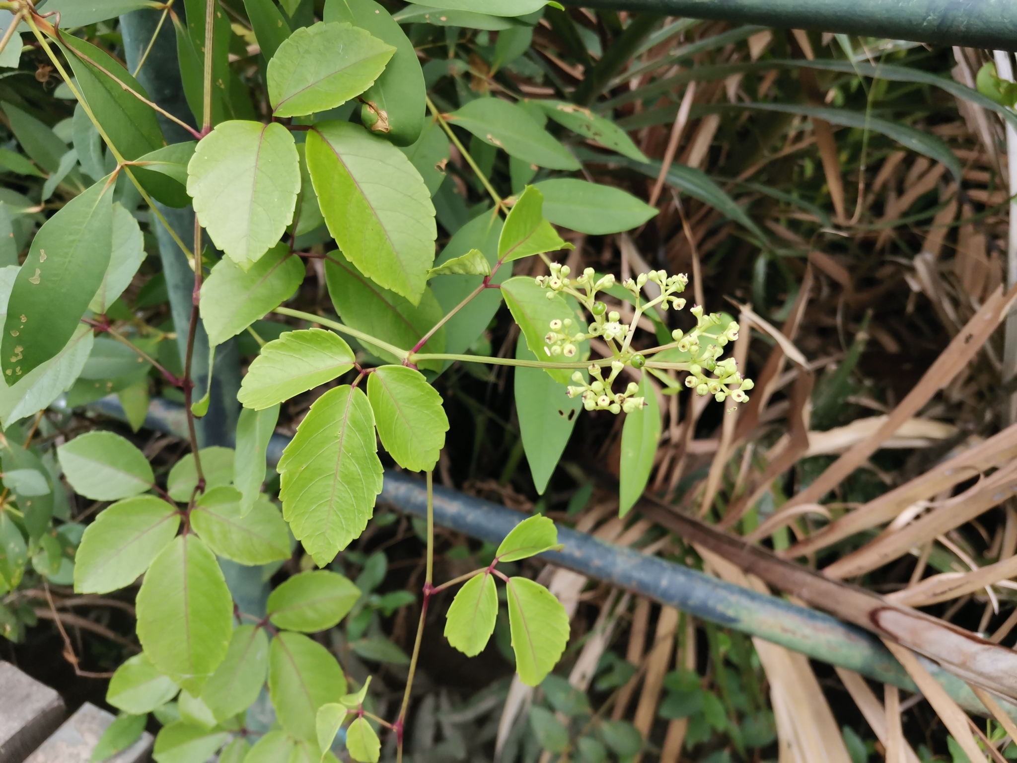 Causonis trifolia (L.) Mabb. & J.Wen