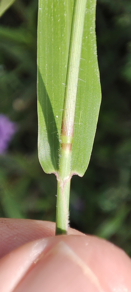 Browntop Signalgrass from North Side, Cayman Islands on July 1, 2022 at ...