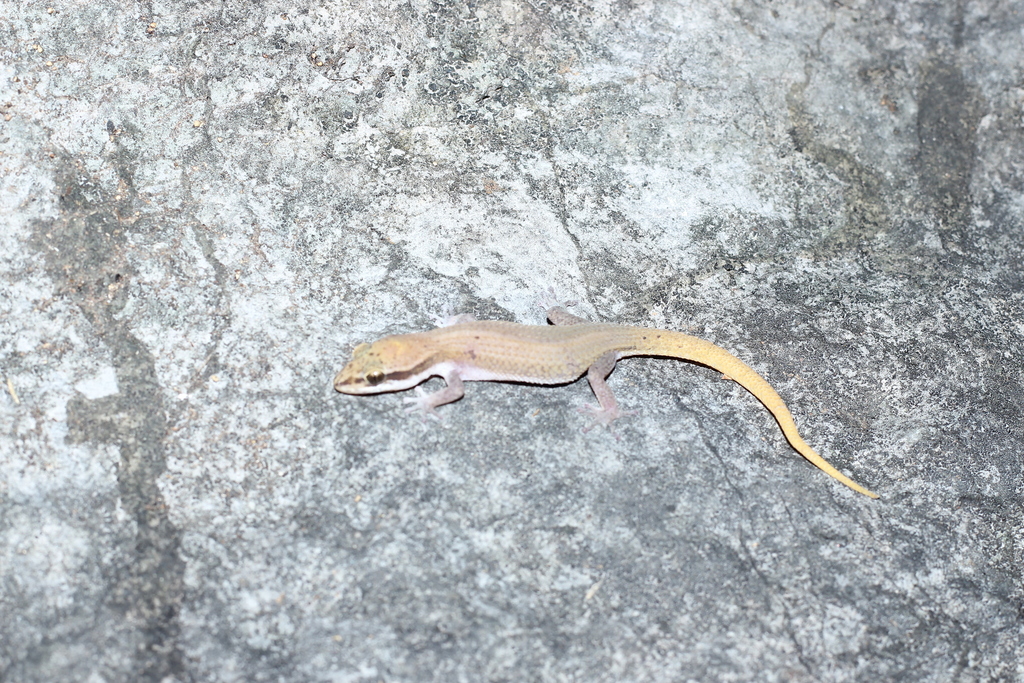 Black-spotted Leaf-toed Gecko from ตำบล หมูสี อำเภอปากช่อง นครราชสีมา ...