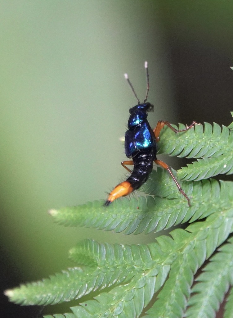Hesperus from Consocep Nature Park: lower falls, Tigaon, Camarines Sur ...