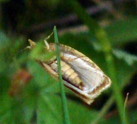 Common Yellow Conch from г. Ковров, Владимирская обл., Россия on July ...