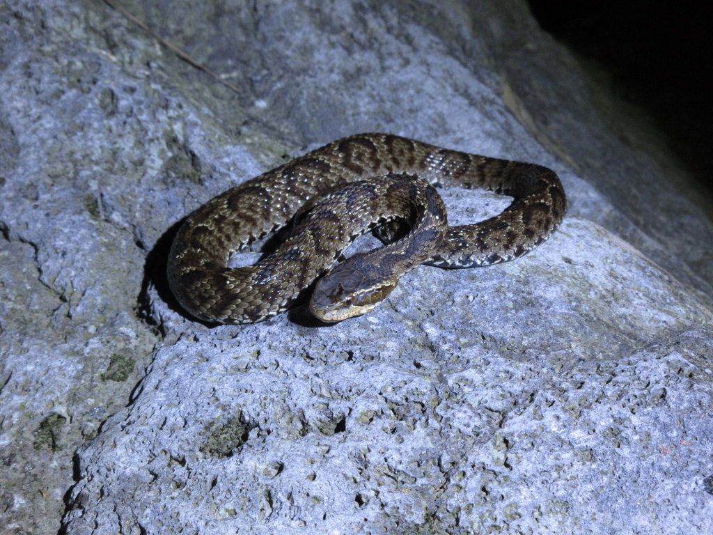 Ussuri Mamushi from 한여도, 제주시, 제주도, KR on June 30, 2022 at 11:42 PM by ...