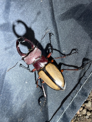 Subspecies Lucanus parryi laetus · iNaturalist