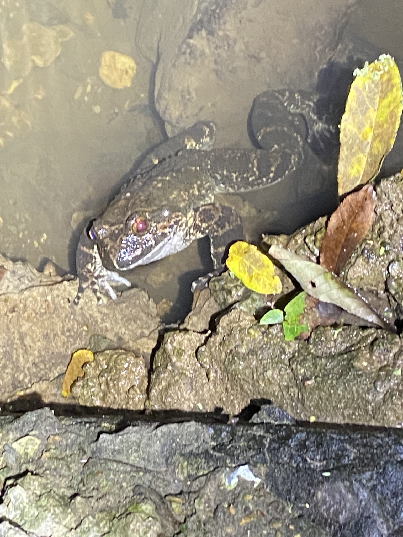 Quasipaa spinosa (David, 1875)