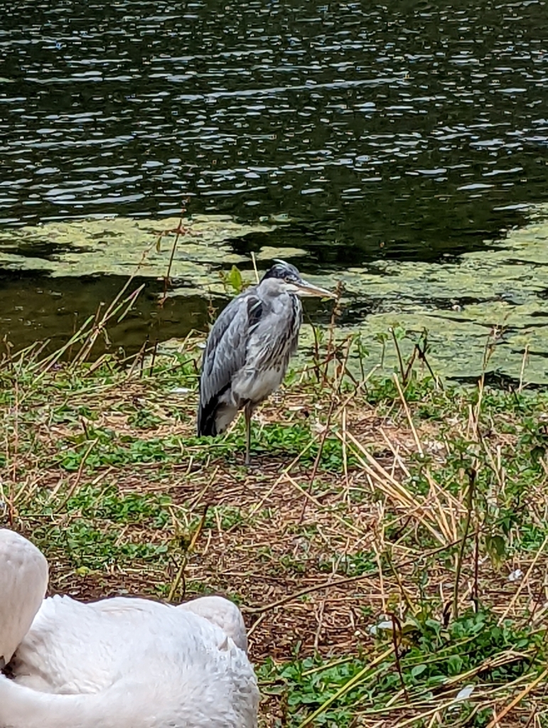 Grey Heron from London SW1E 6HQ, UK on July 1, 2022 at 01:16 PM by ...