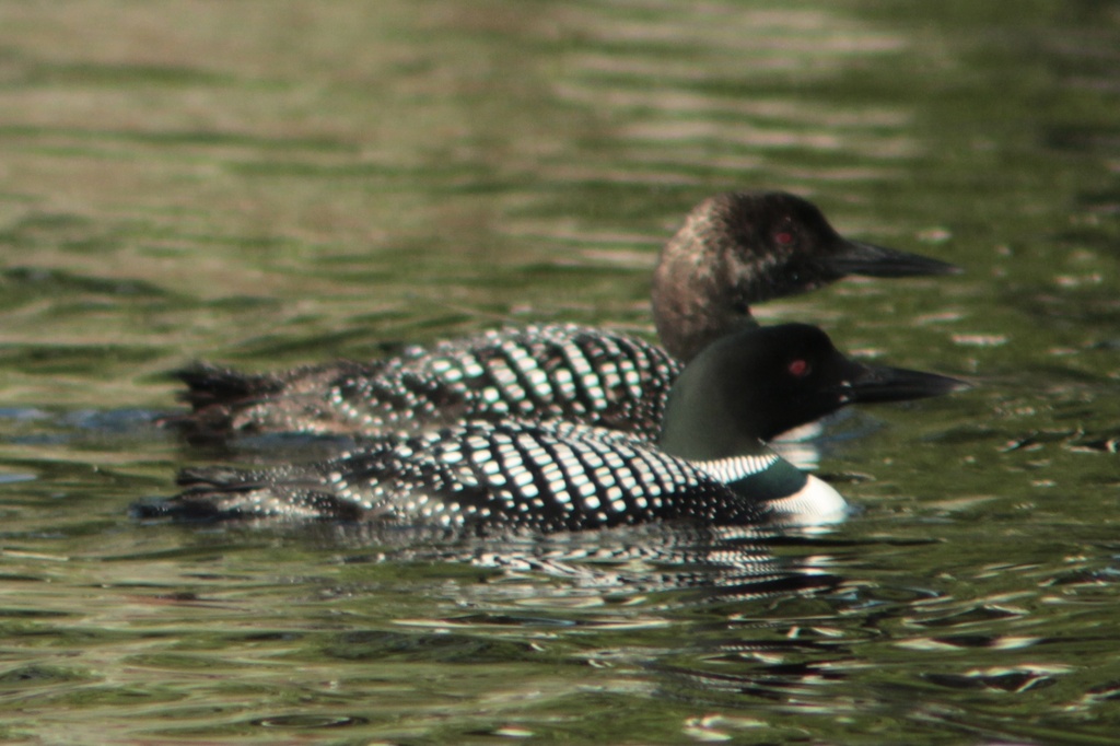 Common Loon from Birch Lake, Ely, MN, US on July 01, 2022 at 08:23 AM ...