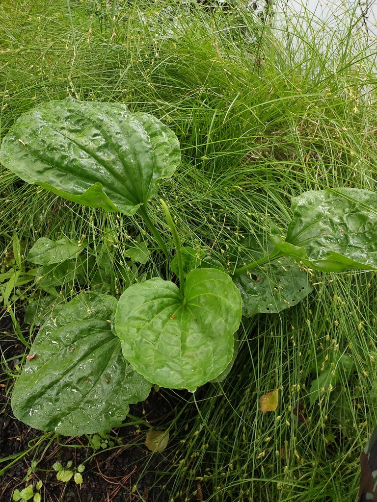 greater plantain from Пуща-Водиця, Київ, Україна, 02000 on June 29 ...