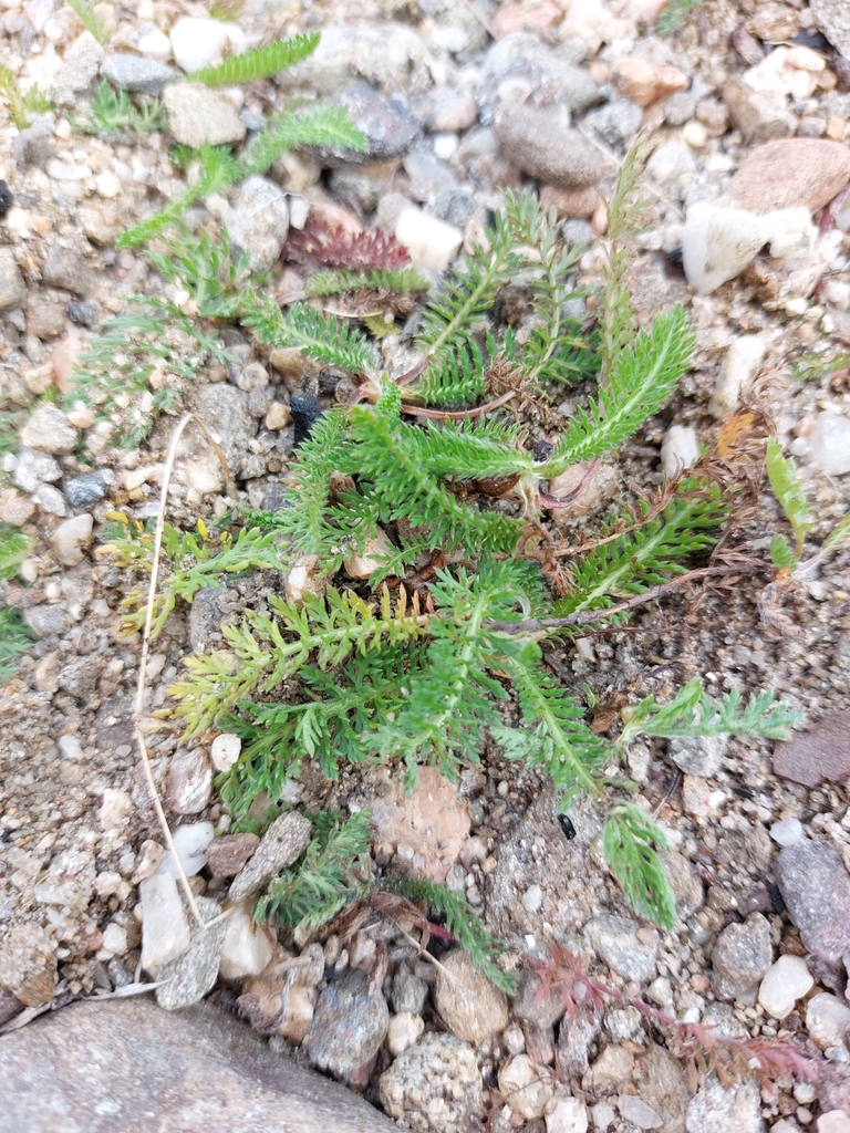 common yarrow from Newtonmore, UK on July 01, 2022 at 02:32 PM by ...