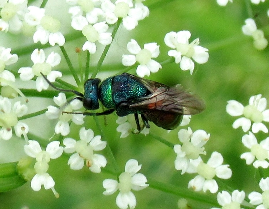 Holopyga generosa (Förster, 1853)
