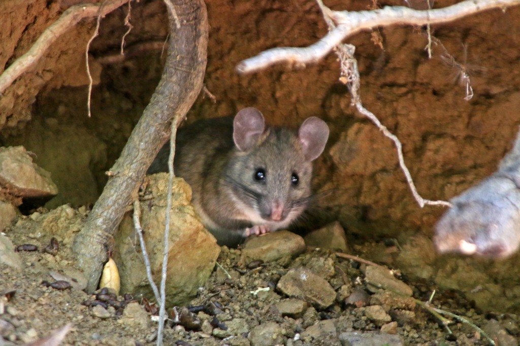 Dusky-footed Woodrat from 4289 Casa Loma Rd, Morgan Hill, CA 95037, USA ...