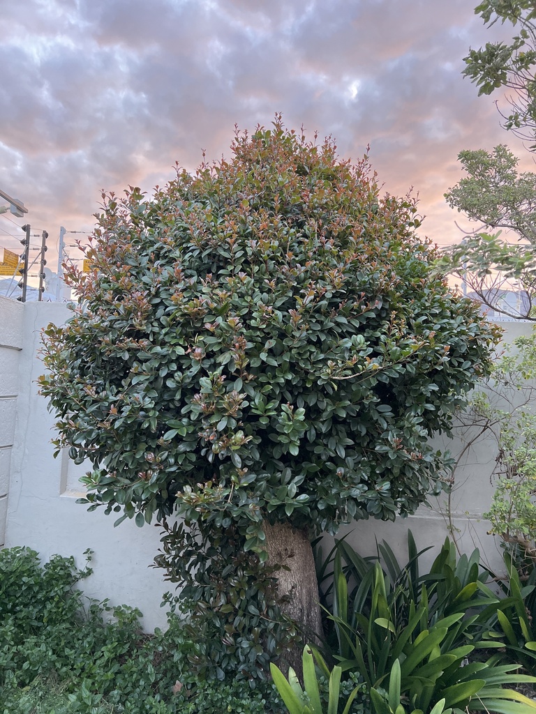 scrub cherry from Second Avenue, Cape Town, WC, ZA on July 1, 2022 at ...