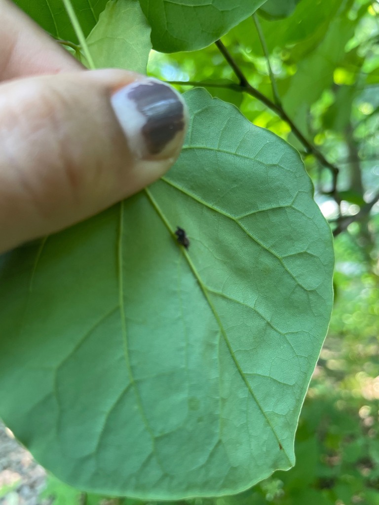 Winged and Once-winged Insects from Gulf Branch Nature Center on July ...