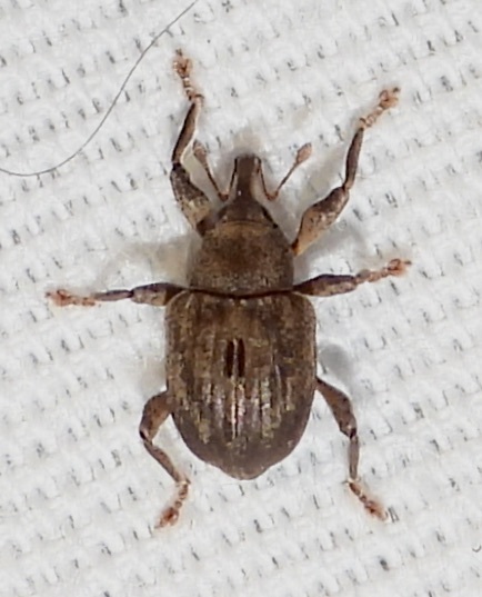 Neochetina eichhorniae Warner, 1970