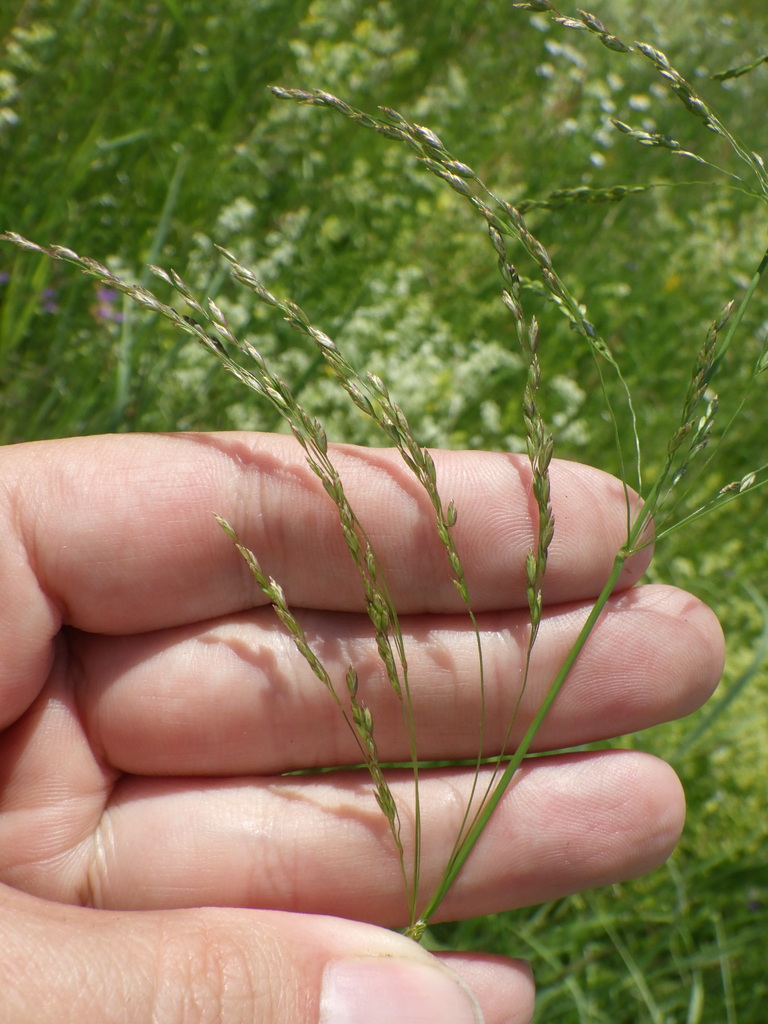 Swamp Meadow-grass from Karachevskiy rayon, Bryansk, Russia on June 25 ...