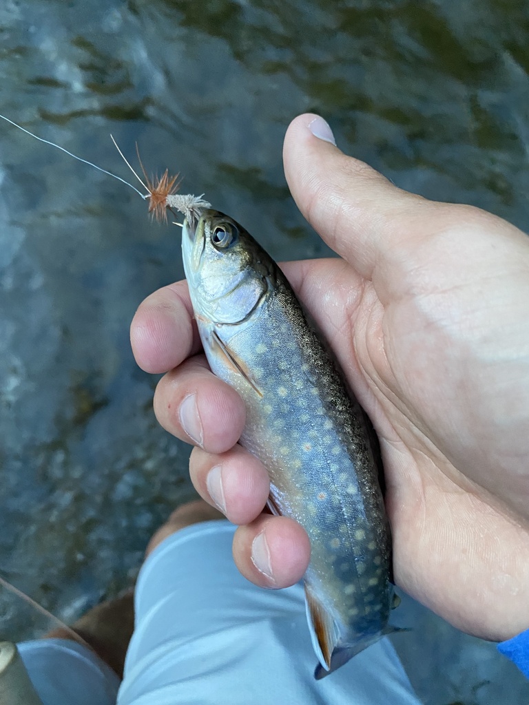 Brook Trout from Pigeon River, Afton, MI, US on June 30, 2022 at 09:33 ...