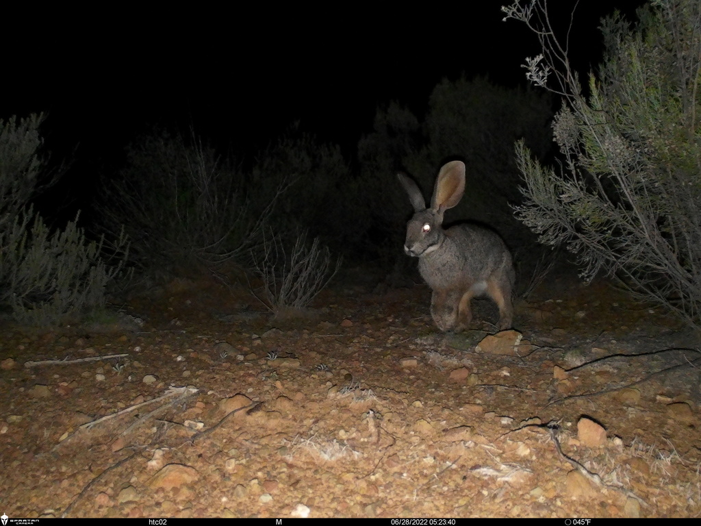 Riverine Rabbit in June 2022 by Owen Davies. SPARTAN · iNaturalist