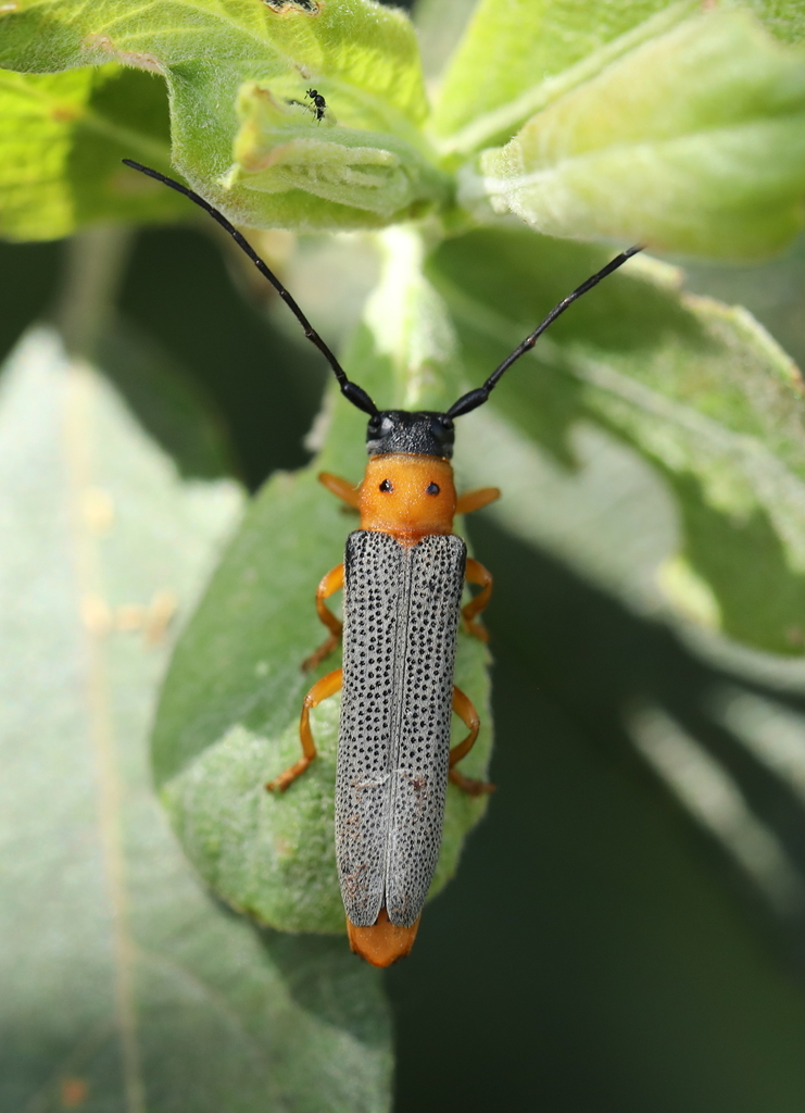 Oberea oculata from Gonfreville-l'Orcher, France on July 01, 2022 at 06 ...