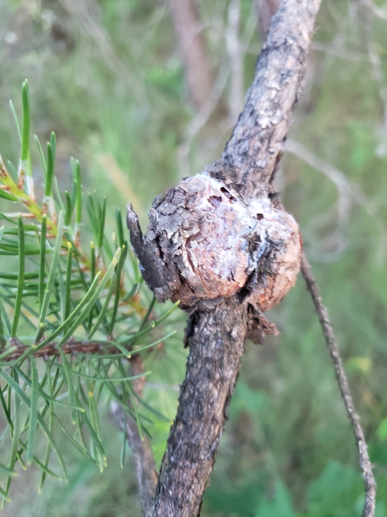 Pine-oak gall rust from Necedah, WI 54646, USA on June 29, 2022 at 08: ...