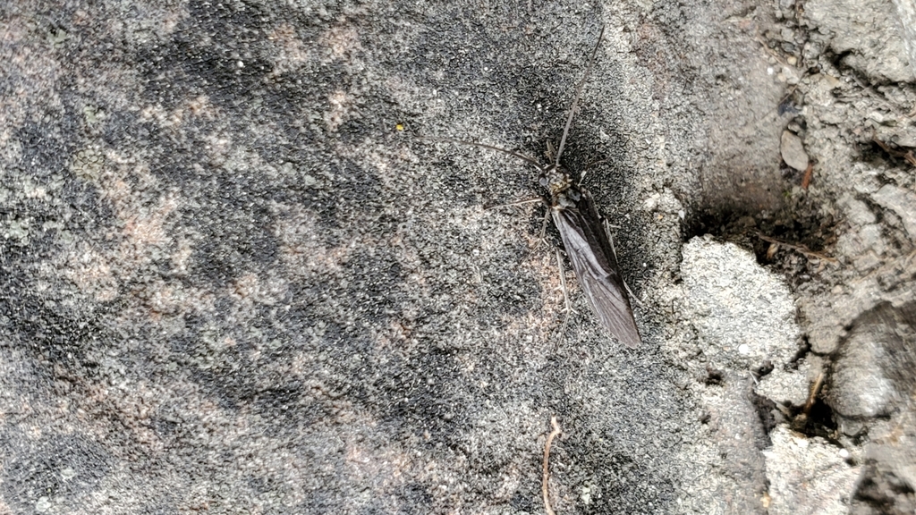 Winged and Once-winged Insects from Gatineau, QC, Canada on July 01 ...