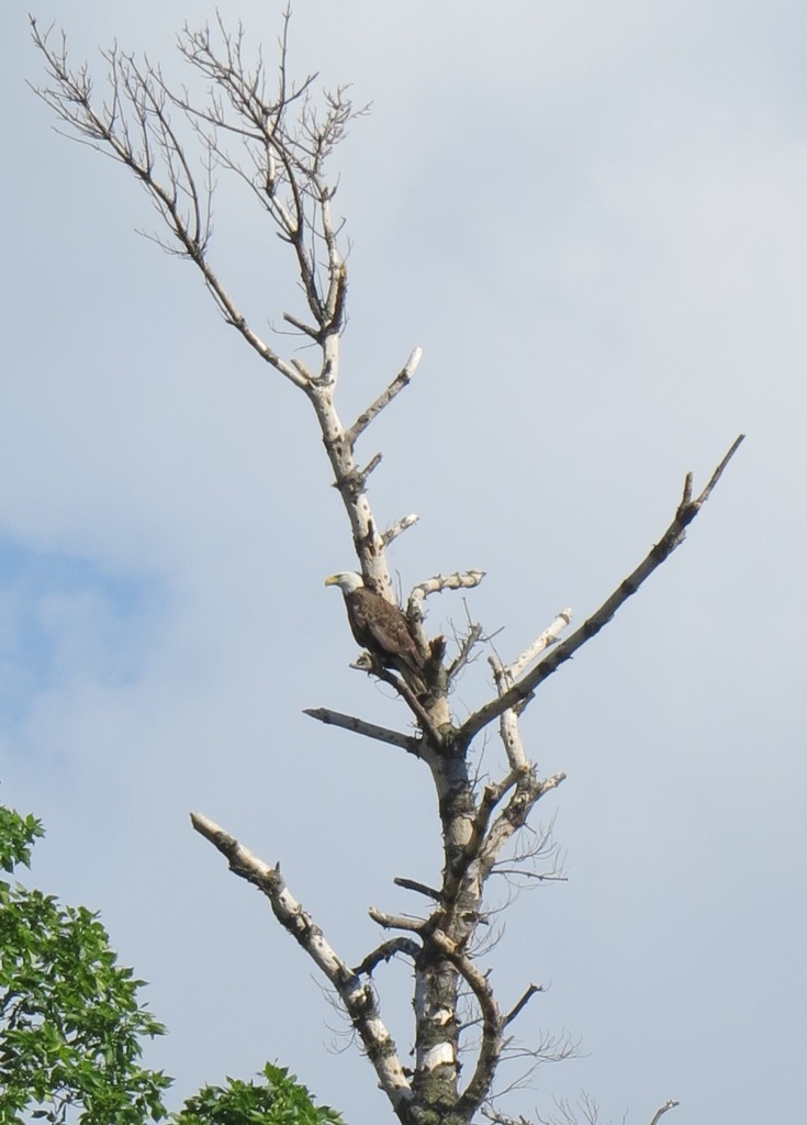 Bald Eagle from Royal Botanical Gardens, Dundas, Hamilton, ON, Canada ...