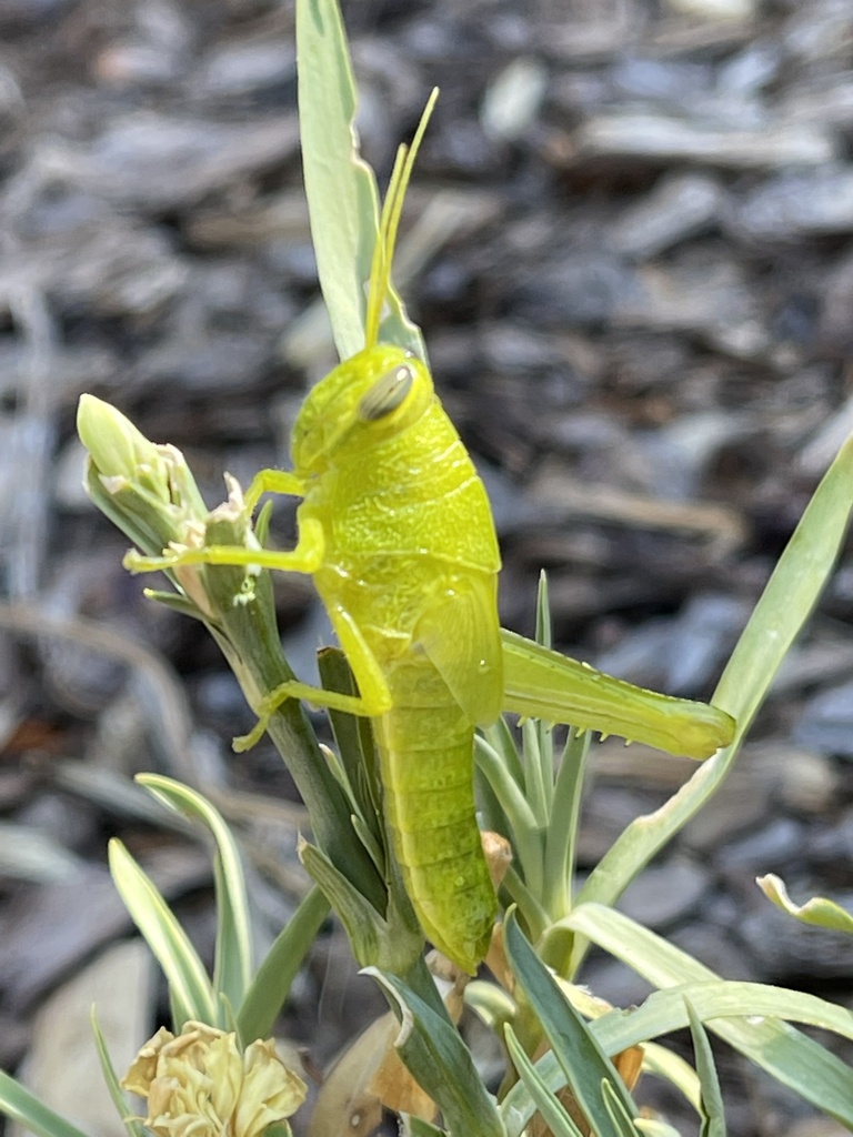 Grasshoppers, Locusts, and Allies from Sundance Rd, Abilene, TX, US on ...