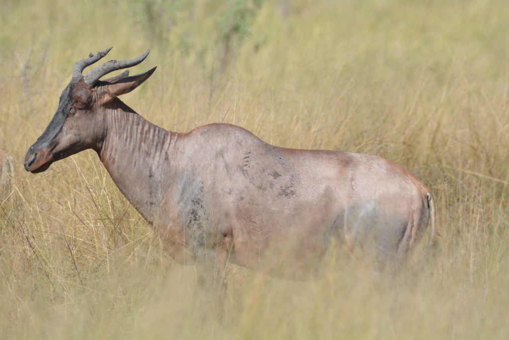 Common Tsessebe from Moremi GR, Ngamiland East, Botswana on May 06 ...
