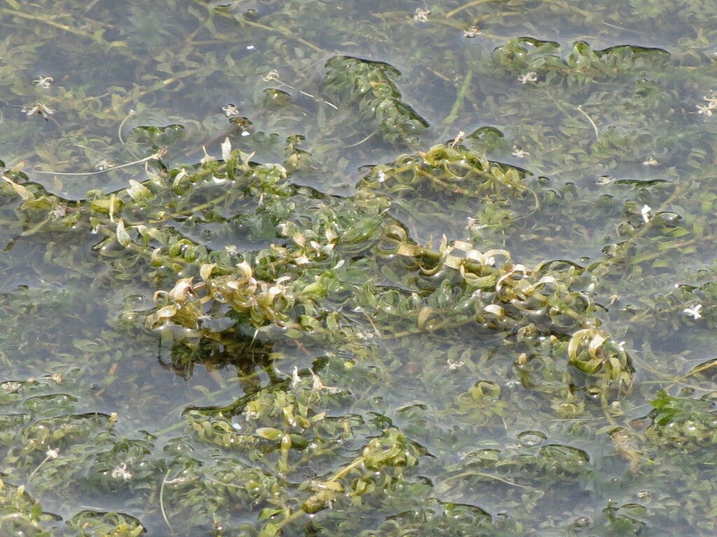 Canadian Waterweed from Rockford, IL, USA on July 01, 2022 at 09:26 AM ...