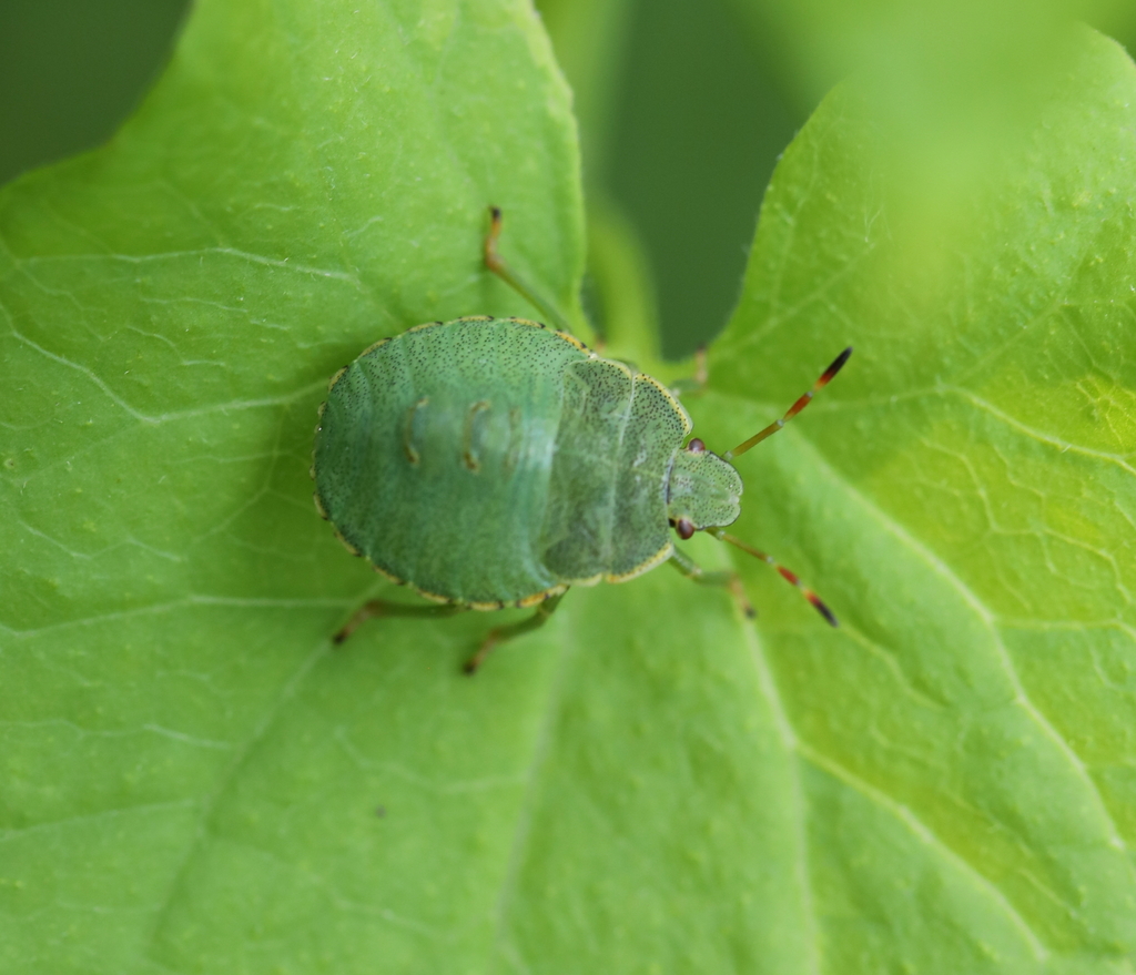 Green Shield Bug from Gonfreville-l'Orcher, France on July 01, 2022 at ...