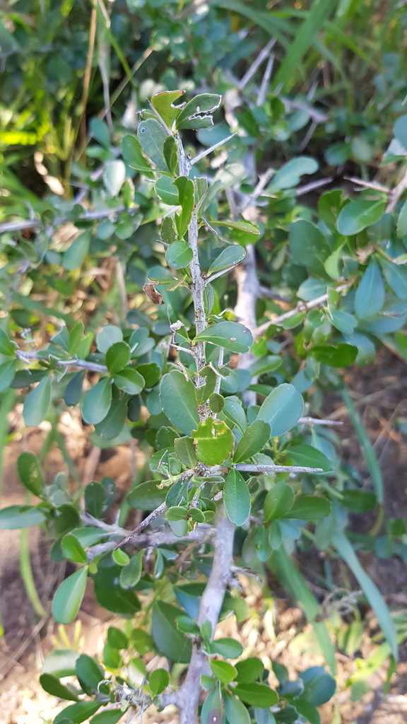 Spikethorns from North Uthungulu, South Africa on June 26, 2022 at 11: ...