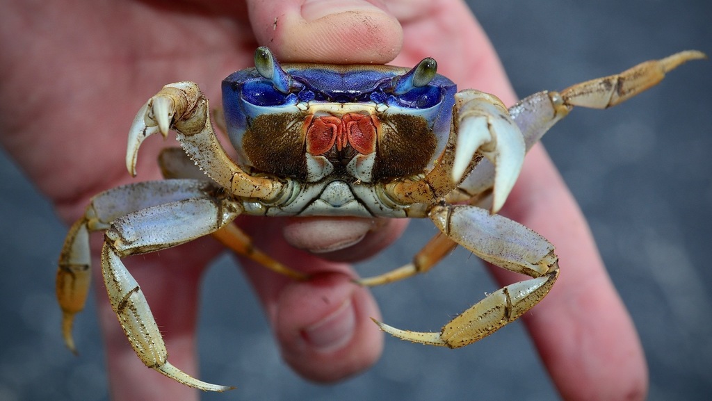 Blue Land Crab in June 2017 by Janson Jones. A REQUEST: When ...