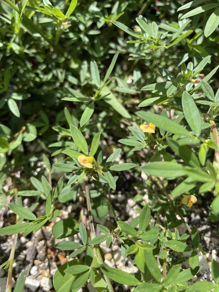 Caribbean Stylo from Queen Elizabeth II Botanic Park, KY-EE, KY on July ...