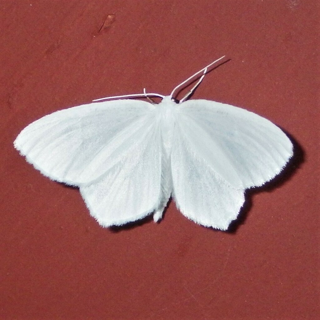 Snowy Geometer Moth from Fitzgerald Rd, Burdett, NY 14818, USA on June ...