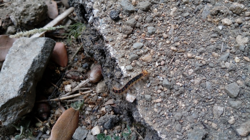 Spongy Moth from Barcelona, Espanya on July 6, 2018 at 06:46 PM by ...