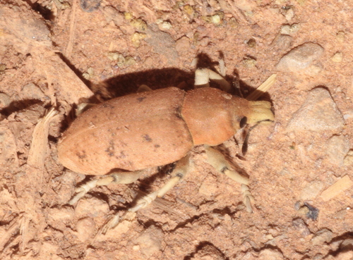 Pycnodactylopsis tomentosa · iNaturalist