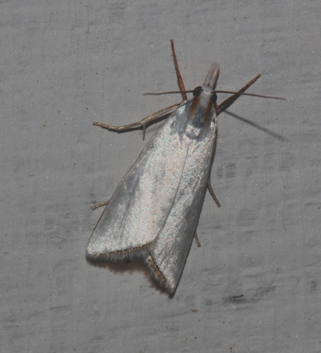 Pseudocatharylla nigrociliella · iNaturalist
