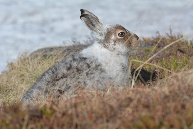 Mountain Hare (Lepus timidus) - Know Your Mammals