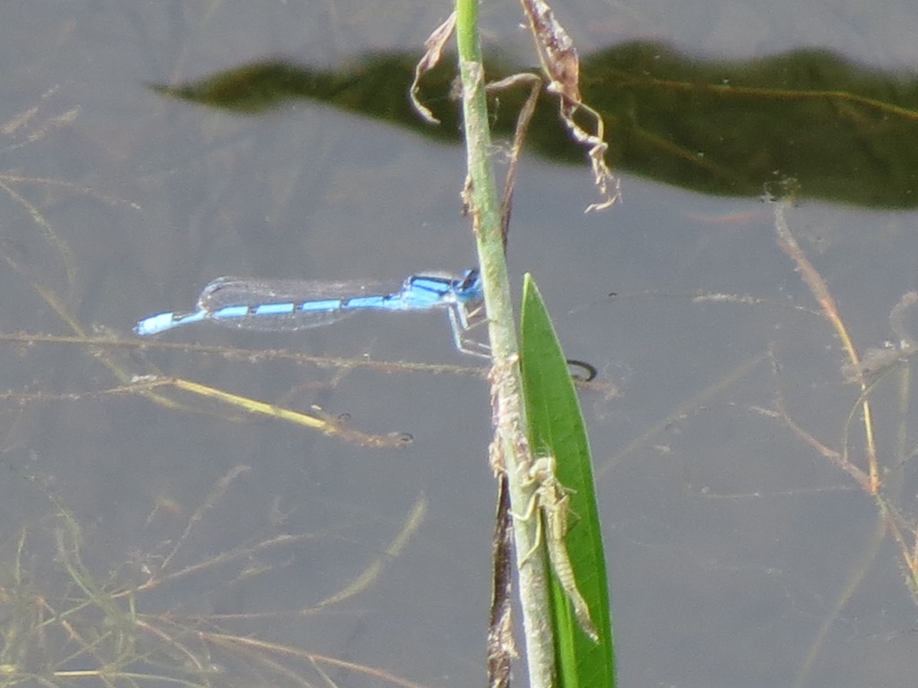 Stream Bluet from Winnebago County, IL, USA on July 01, 2022 at 10:13 ...