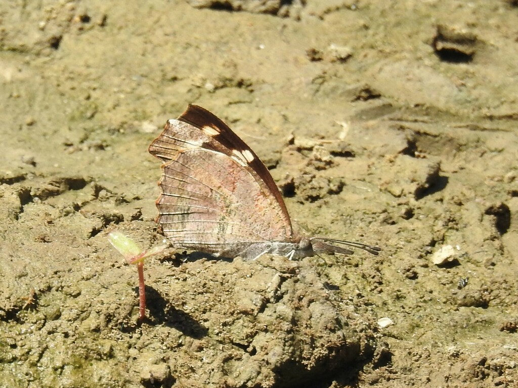 American Snout in June 2022 by Donna J. Parry · iNaturalist