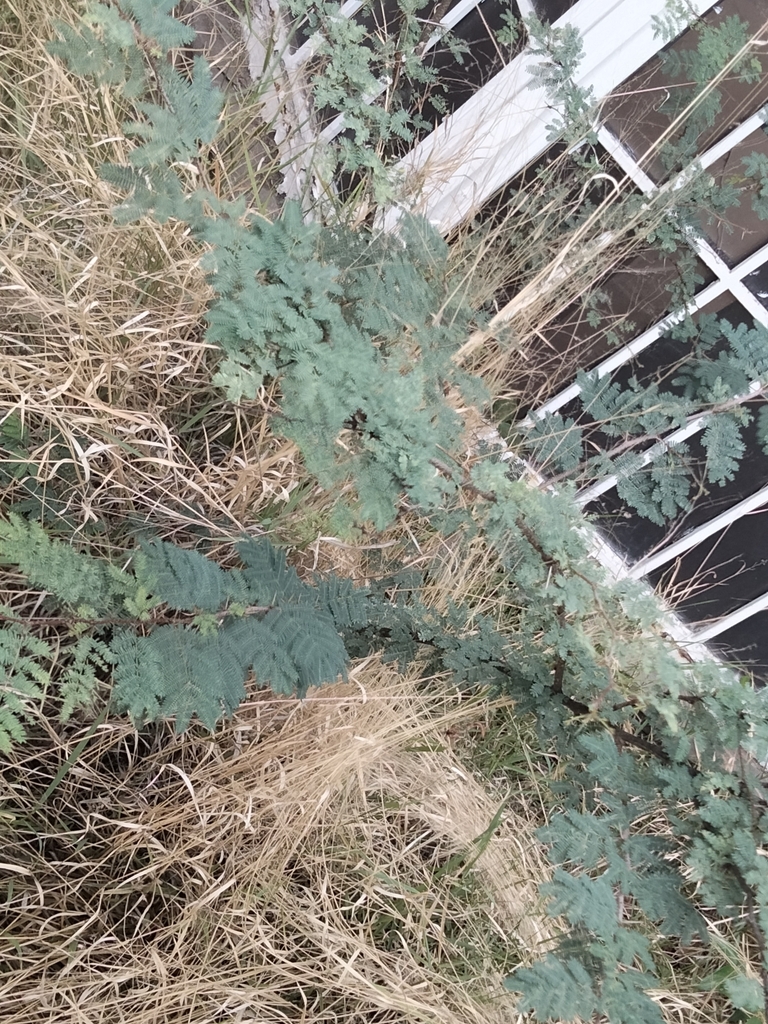 Sweet acacia from Zona Centro, 20000 Aguascalientes, Ags., México on ...