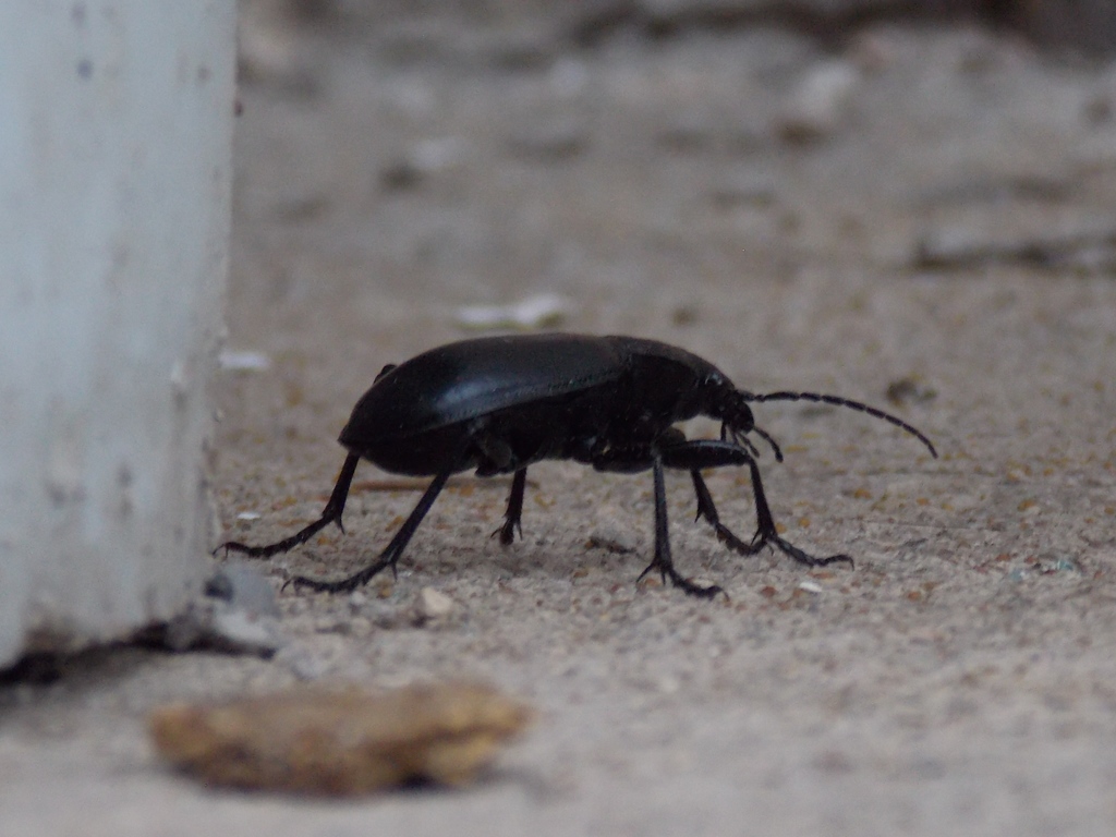 Beetles in August 2014 by letebile. Black insect very common. About an ...
