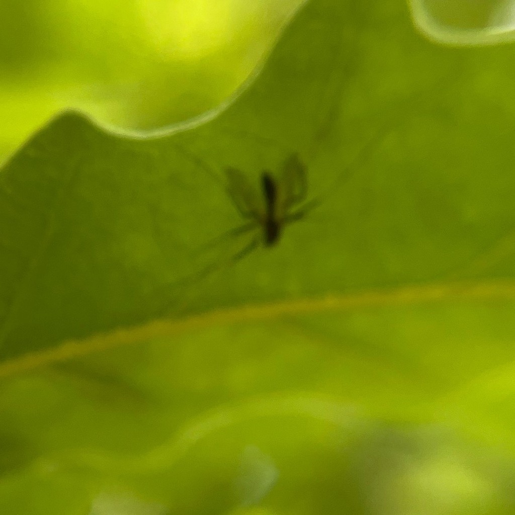Non-biting Midges from EwA at the Fells on July 01, 2022 by ...