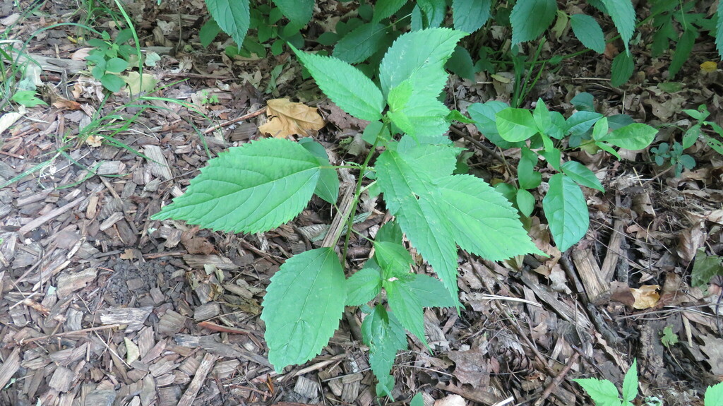 false nettle from Meadowvale, Mississauga, ON, Canada on June 26, 2022 ...